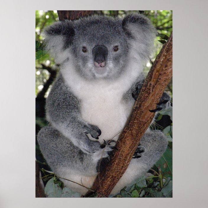 CUTE KOALA BEAR POSTER | Zazzle.com