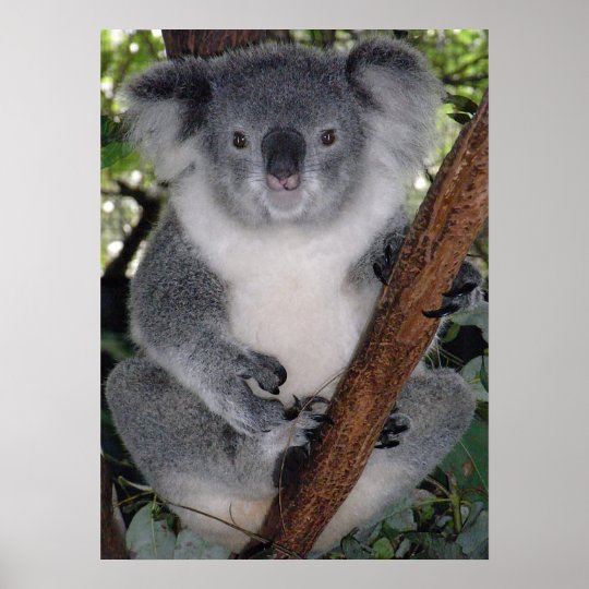 CUTE KOALA BEAR POSTER | Zazzle.com