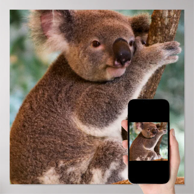 Cute Koala Poster | Zazzle