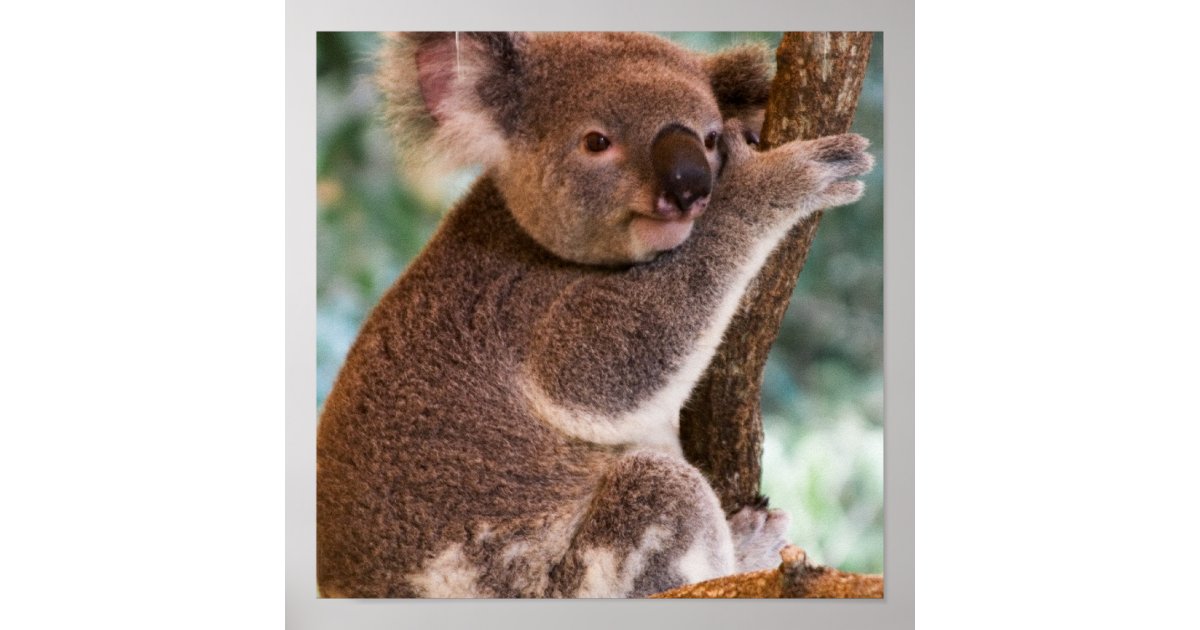 Cute Koala Poster | Zazzle