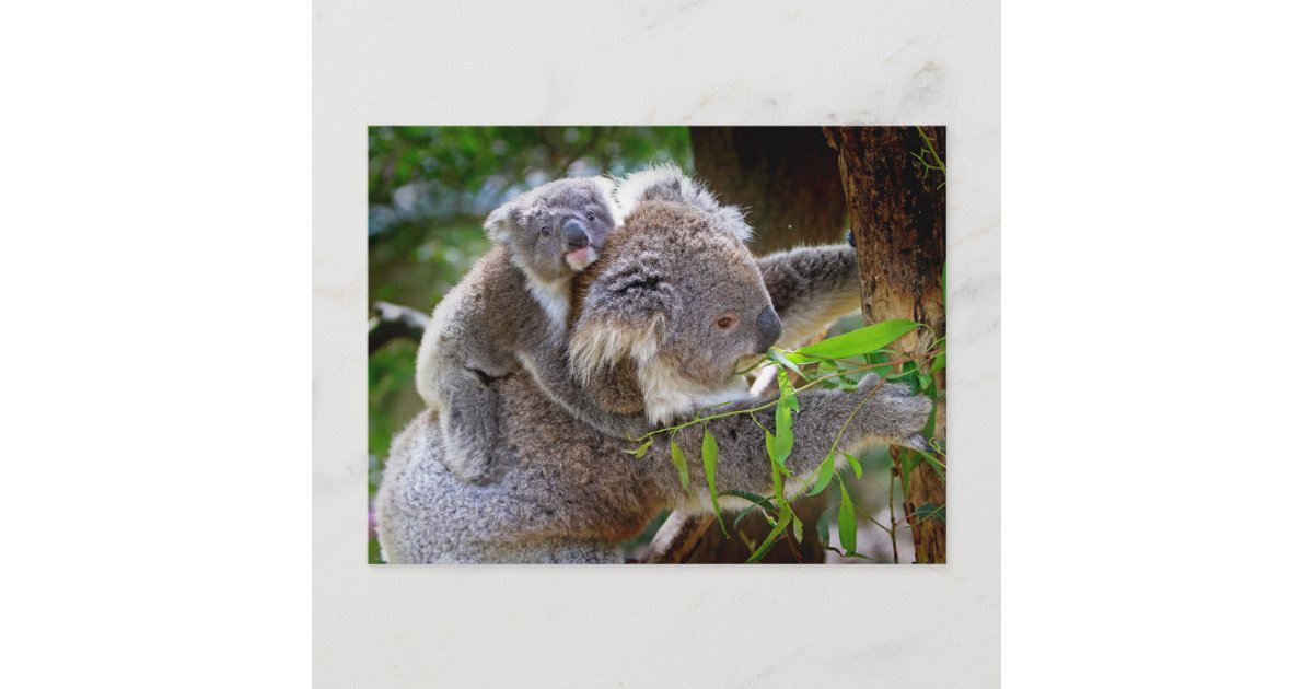 Cute Koalas Postcard | Zazzle