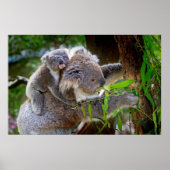 Cute Koalas Poster | Zazzle