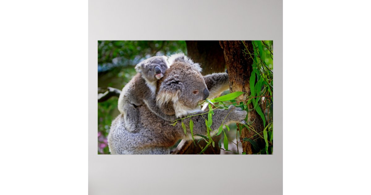 Cute Koalas Poster | Zazzle