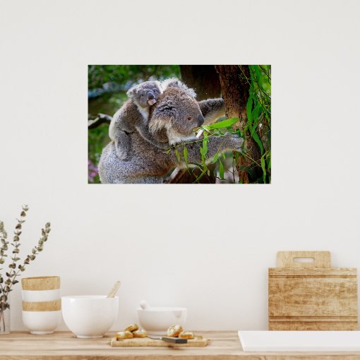 Cute Koalas Poster | Zazzle