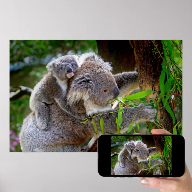 Cute Koalas Poster | Zazzle