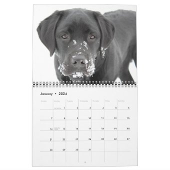 Cute Labradors - Black Labrador Retriever Dog Calendar | Zazzle