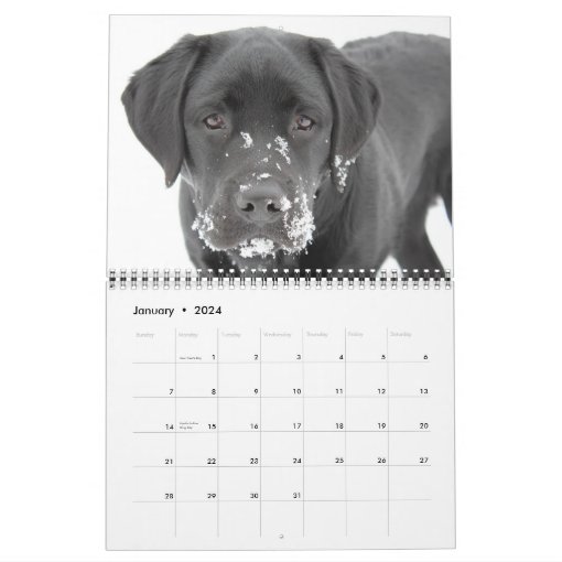 Cute Labradors - Black Labrador Retriever Dog Calendar | Zazzle
