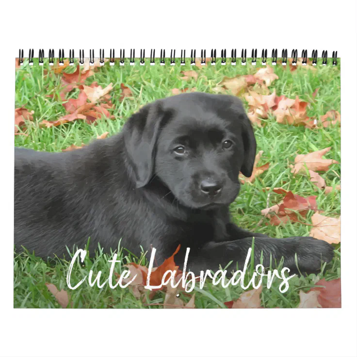Cute Labradors - Black Labrador Retriever Dog Calendar | Zazzle
