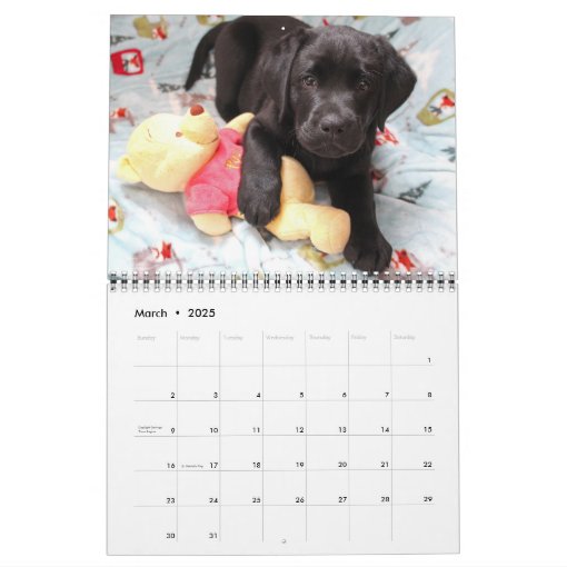 Cute Labradors - Black Labrador Retriever Dog Calendar | Zazzle