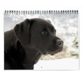 Cute Labradors - Black Labrador Retriever Dog Calendar | Zazzle