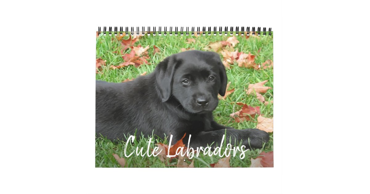 Cute Labradors - Black Labrador Retriever Dog Calendar | Zazzle