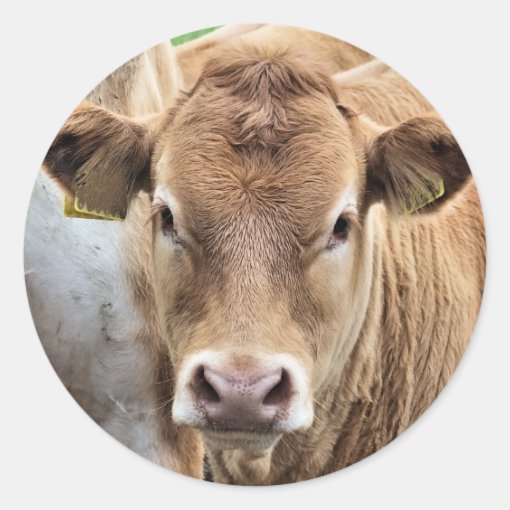 CUTE LITTLE COW CLASSIC ROUND STICKER | Zazzle