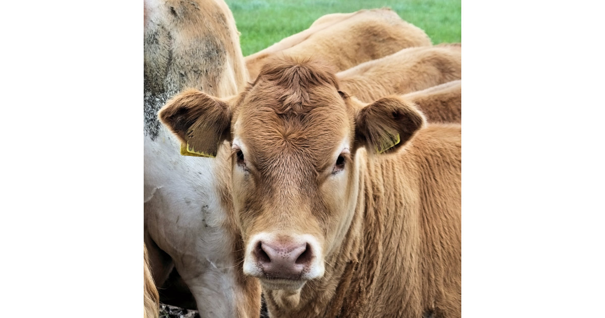 CUTE LITTLE COW CLASSIC ROUND STICKER | Zazzle