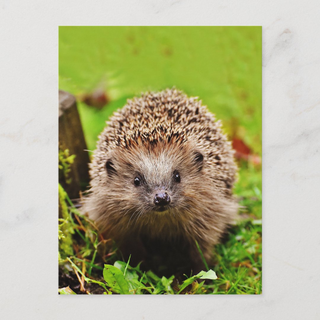 Cute Little Hedgehog in the Forest Postcard | Zazzle