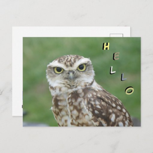 Cute little Owl HELLO Postcard | Zazzle