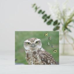 Cute little Owl HELLO Postcard | Zazzle