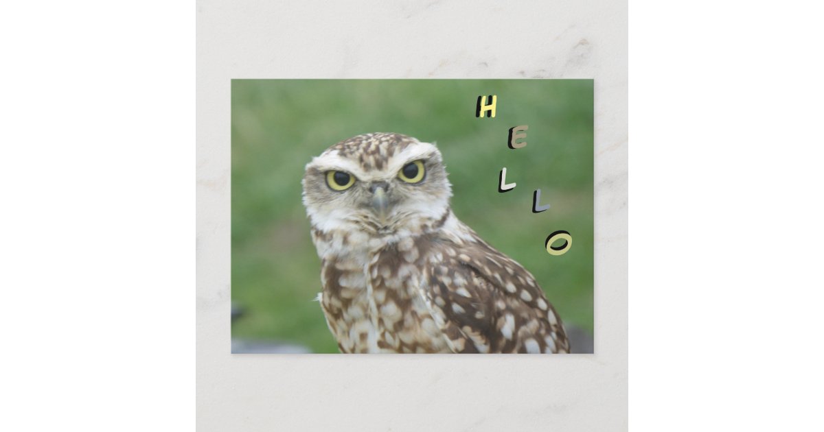 Cute little Owl HELLO Postcard | Zazzle
