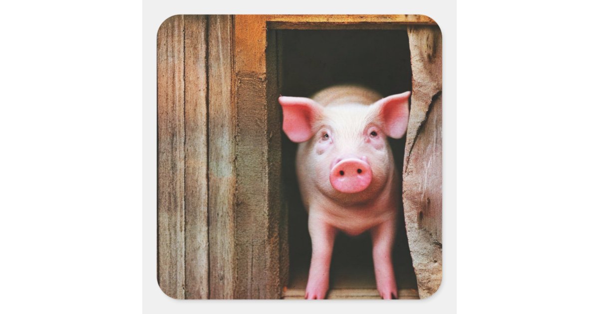 Cute Little Piggy Stickers | Zazzle