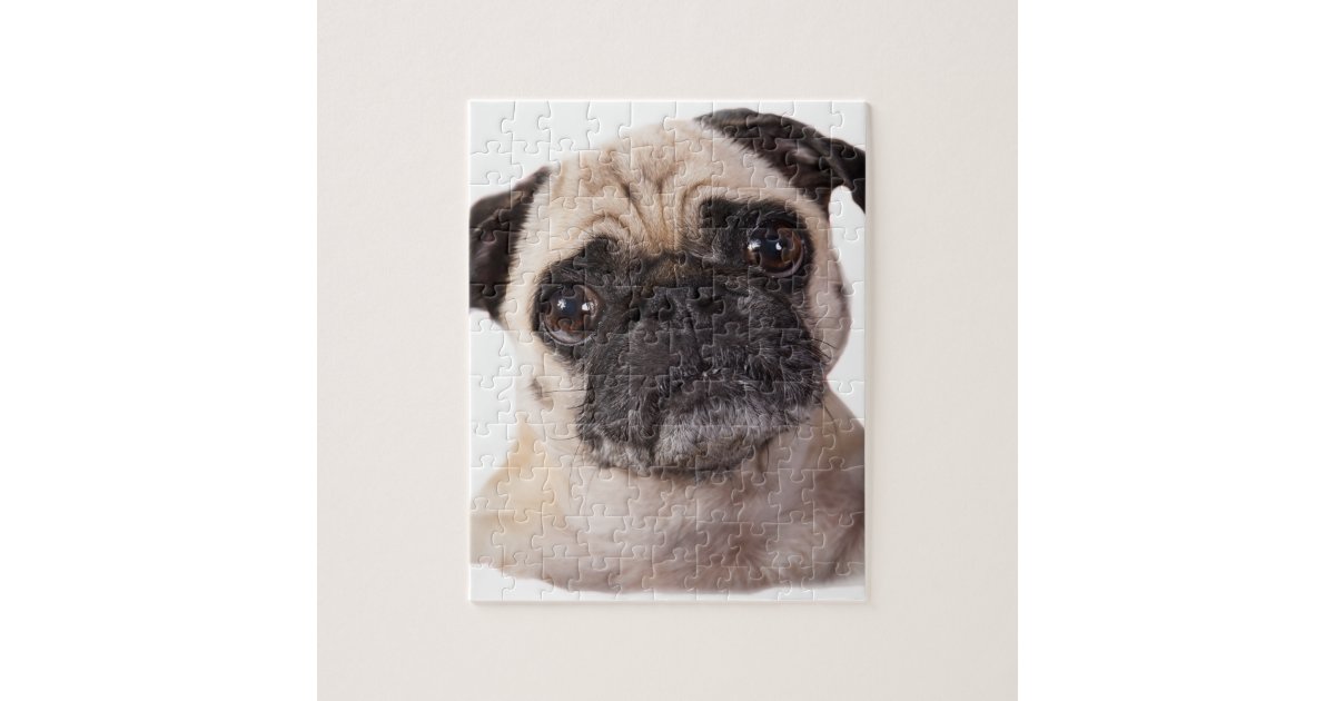 cute little pug dog jigsaw puzzle | Zazzle