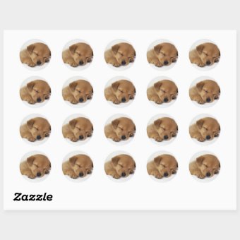 Cute little puppy classic round sticker | Zazzle
