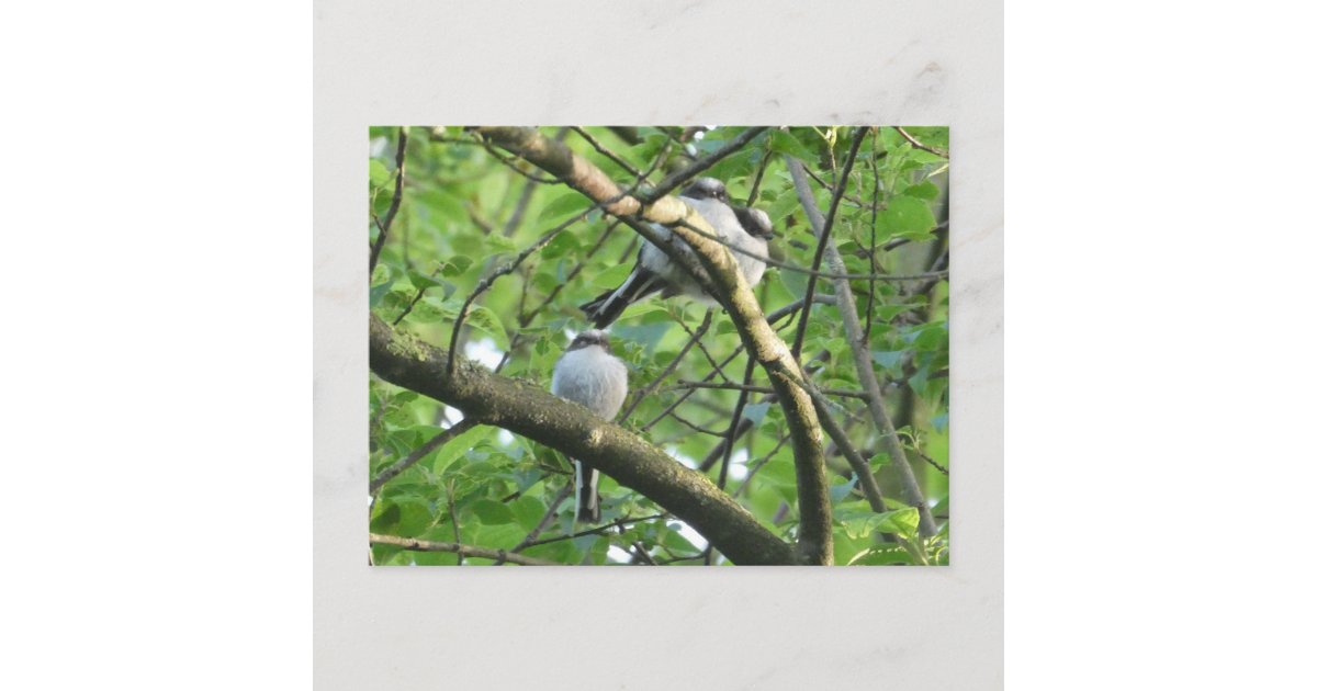 Cute Long-Tailed Birds DIY Postcard | Zazzle