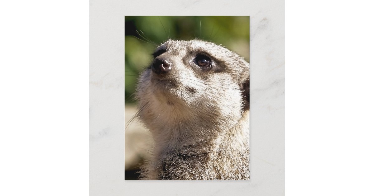 CUTE MEERKAT POSTCARD | Zazzle