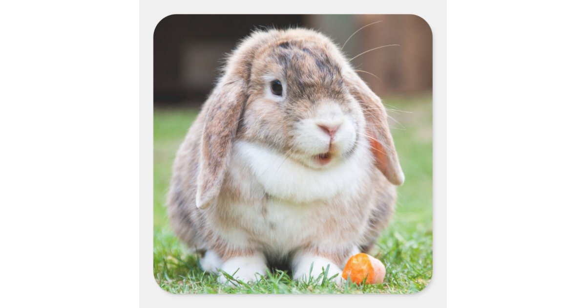 Cute Mini Holland Lop Bunny Rabbit Square Sticker | Zazzle
