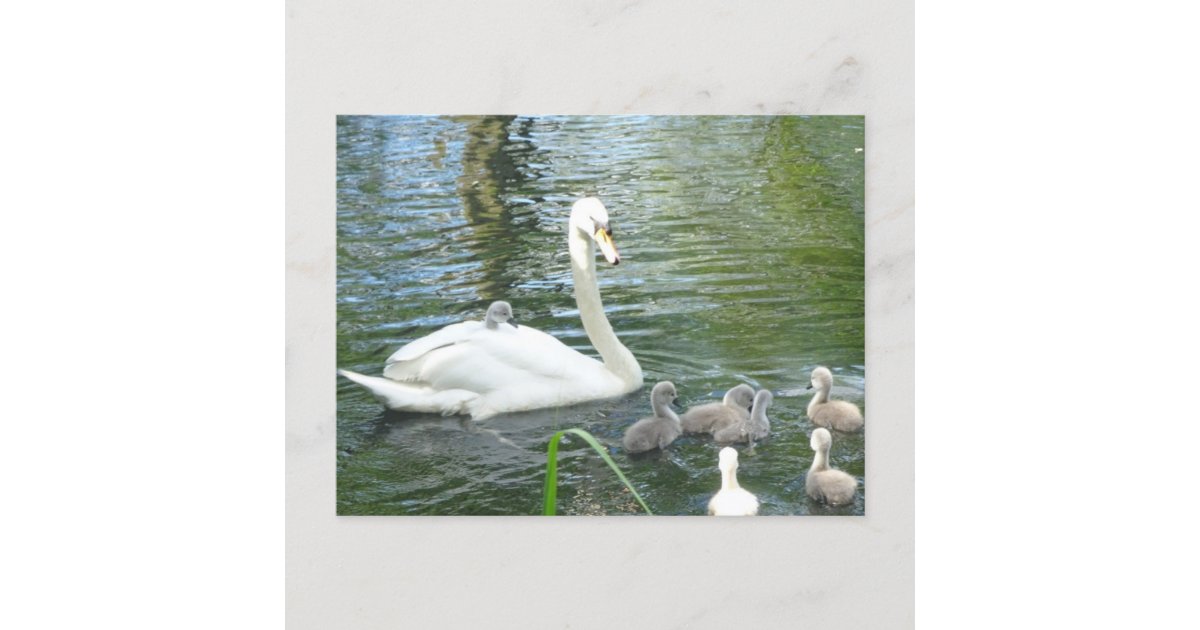 Cute Mother Swan & Babies DIY Postcard | Zazzle