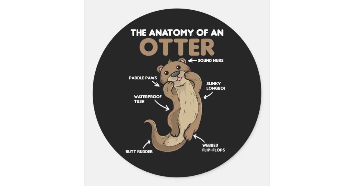 Cute Otter Explanation Anatomy Of An Otter Classic Round Sticker | Zazzle