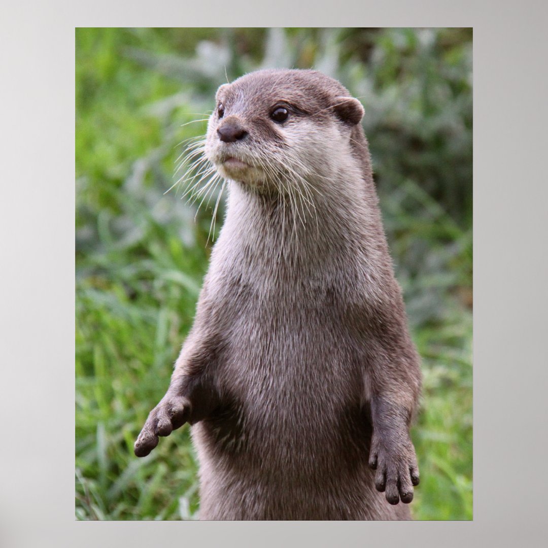 Cute Otter Poster | Zazzle
