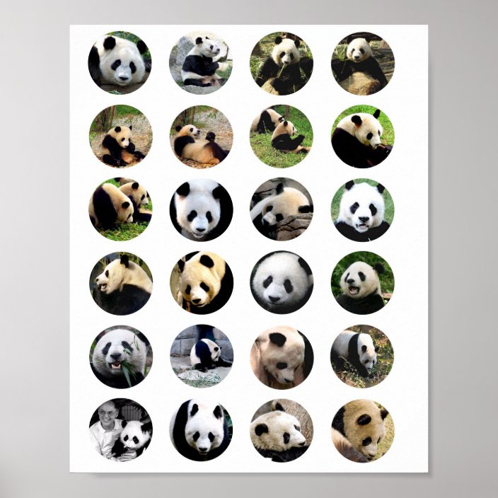 cute panda bear photos animal nature photography poster | Zazzle.com