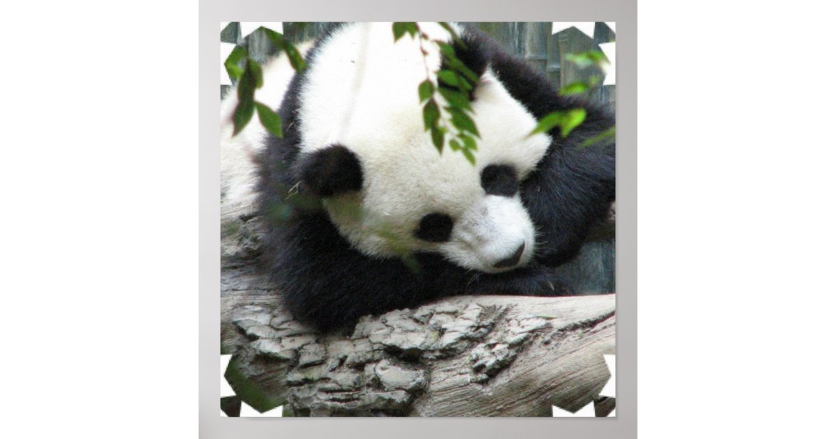 Cute Panda Poster | Zazzle