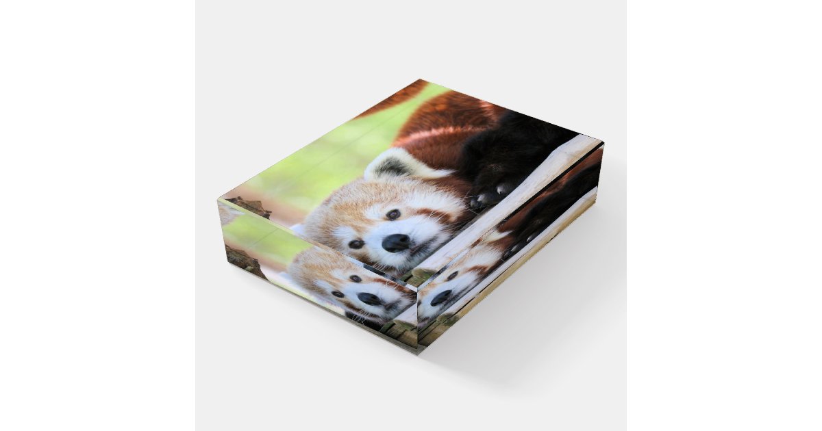Cute Paperweight | Zazzle