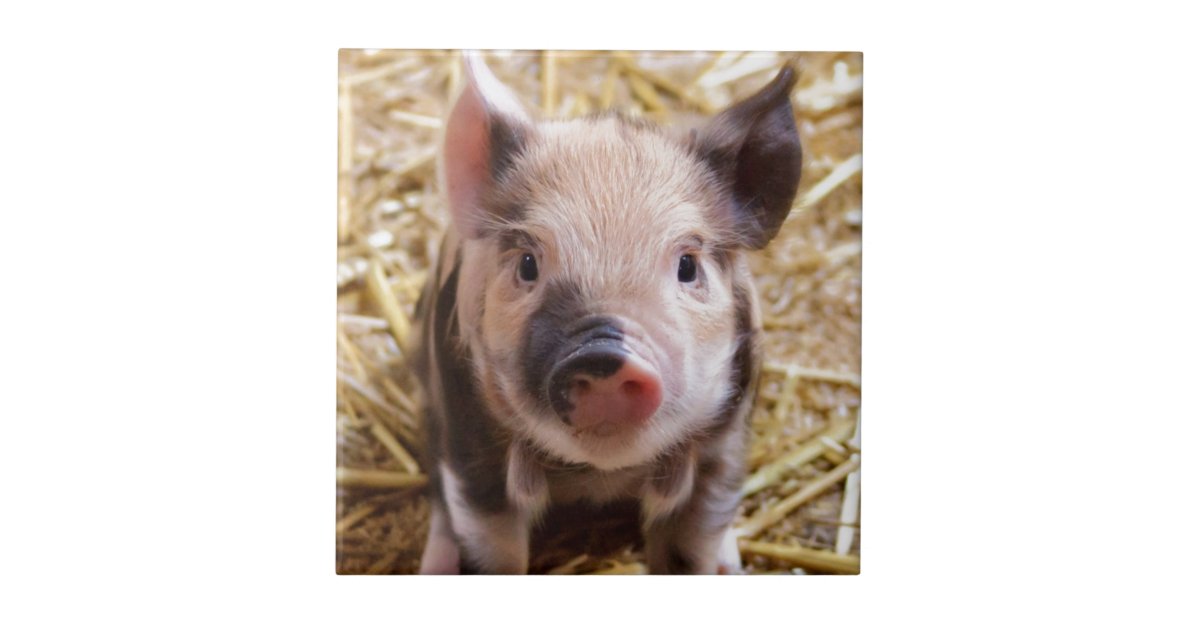 Cute Pic of a baby Pig Ceramic Tile | Zazzle