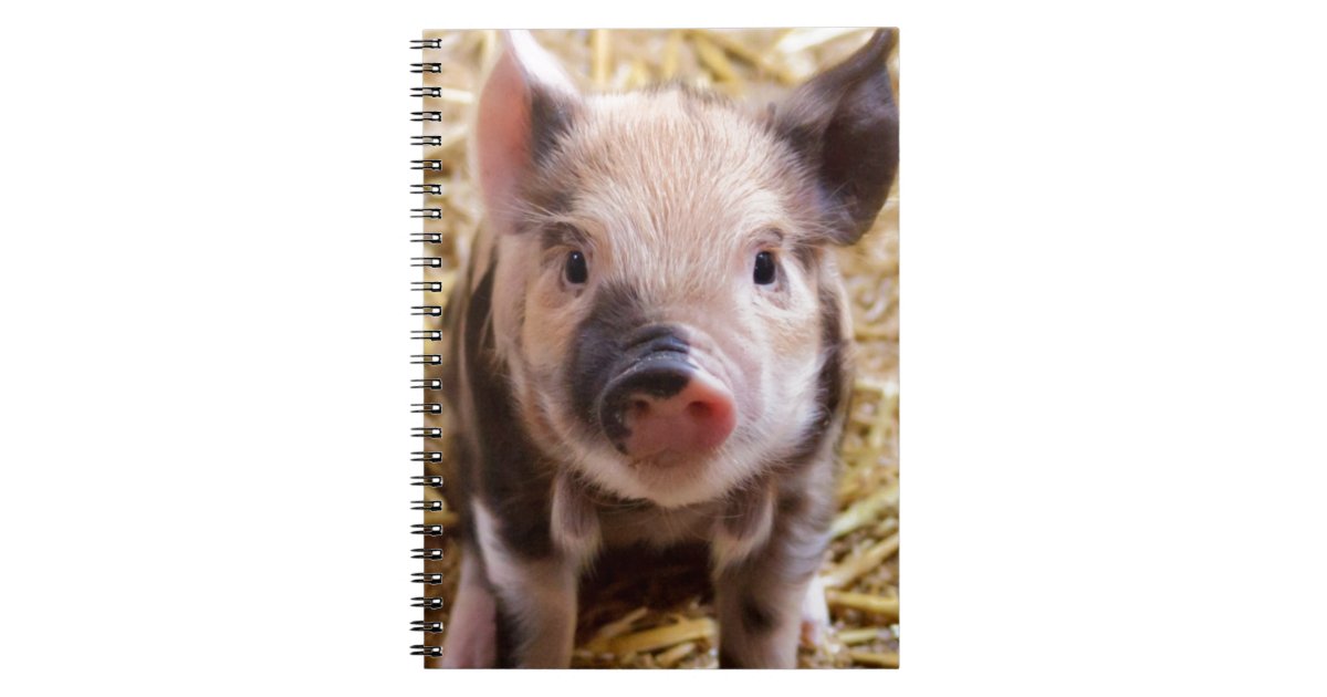 Cute Pic of a baby Pig Notebook | Zazzle