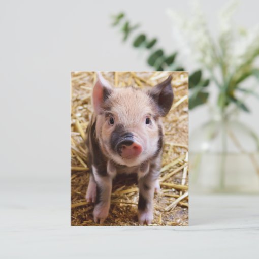 Cute Pic of a baby Pig Postcard | Zazzle