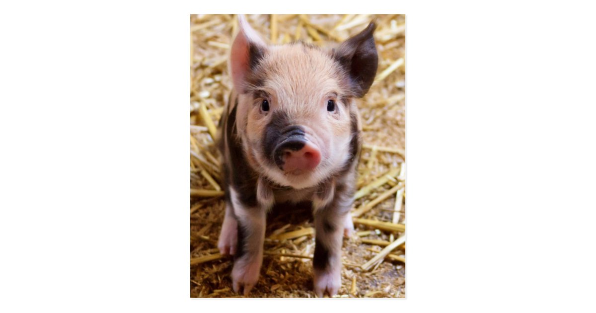 Cute Pic of a baby Pig Postcard | Zazzle.com