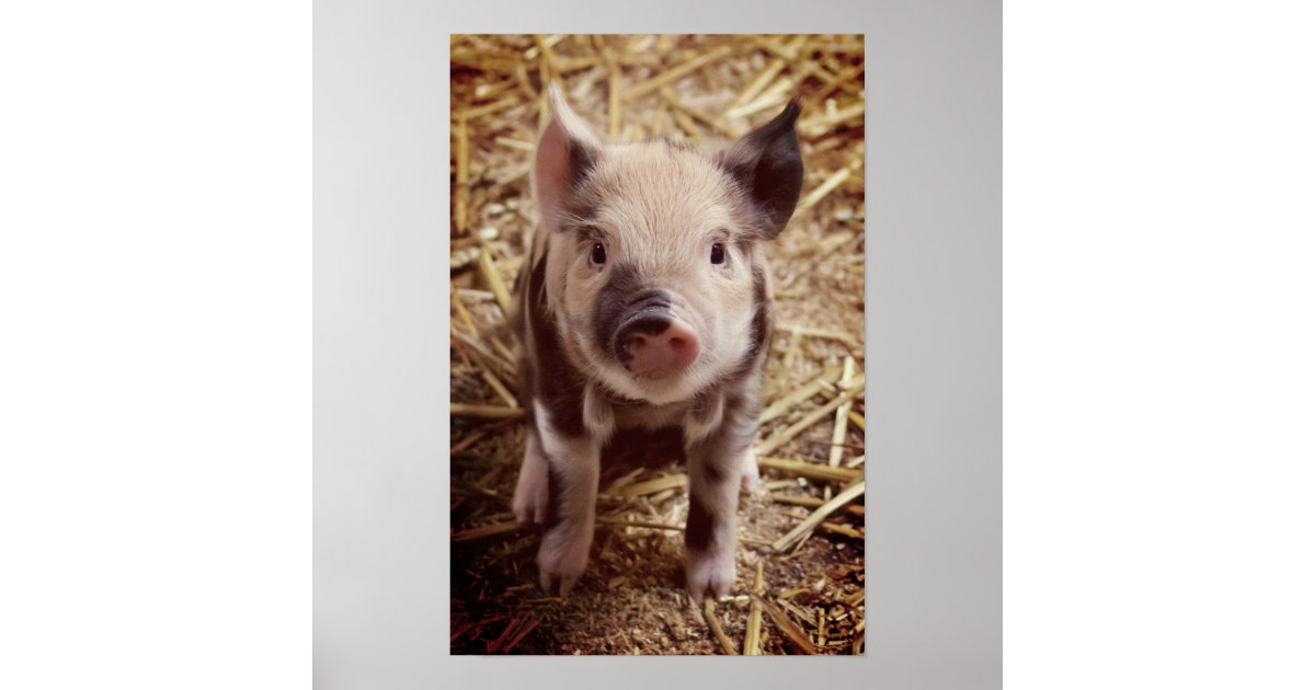 Cute Piglet Poster | Zazzle