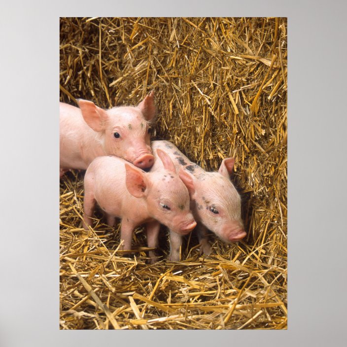 Cute Pigs Poster | Zazzle.com