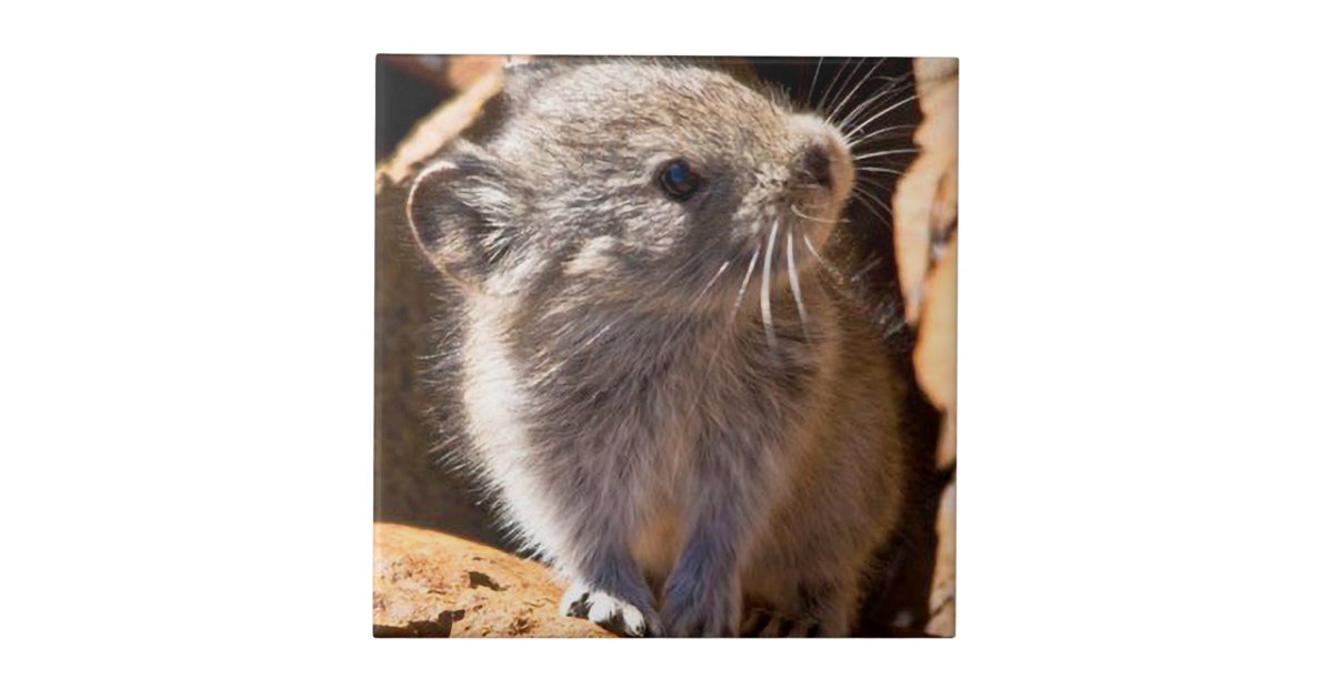 Cute Pika Photo for Your Kitchen Ceramic Tile | Zazzle