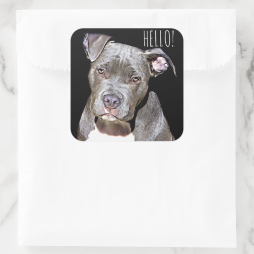 Cute Pit Bull Dog HELLO Stickers | Zazzle