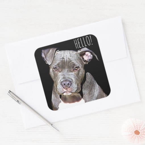 Cute Pit Bull Dog HELLO Stickers | Zazzle
