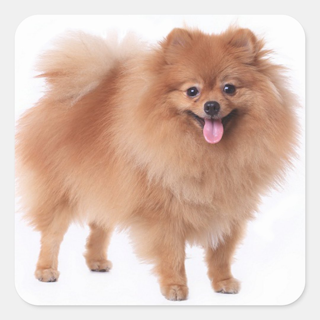 Cute Pomeranian Mom Puppy Dog Lover Pom Pom Square Sticker | Zazzle
