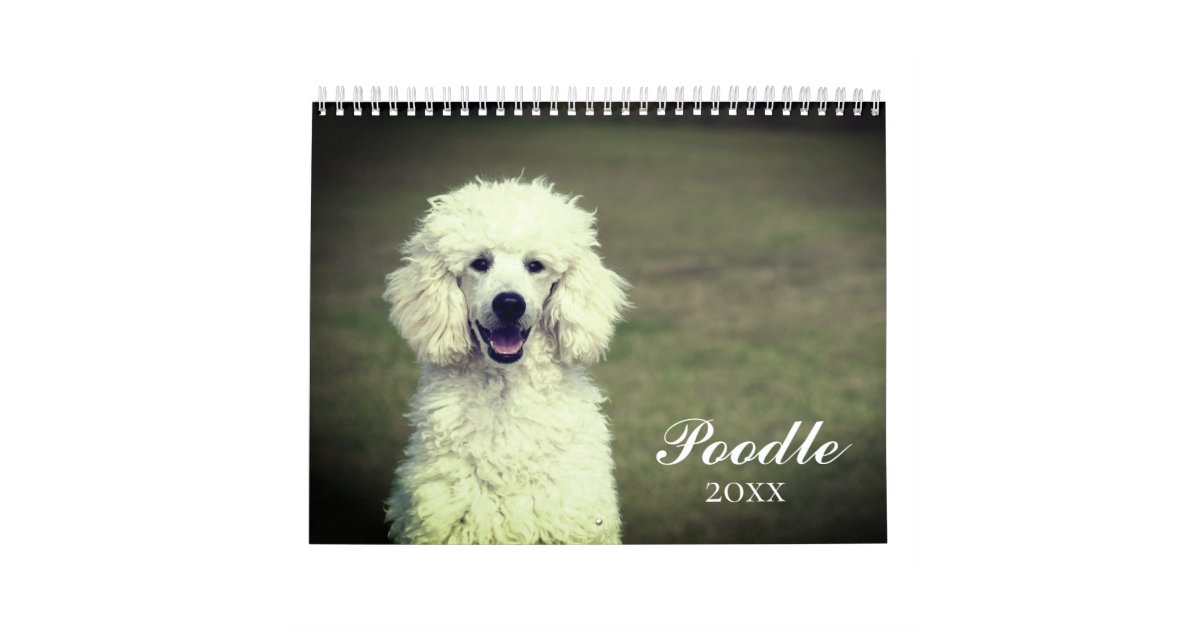 Cute Poodle Dog Calendar | Zazzle