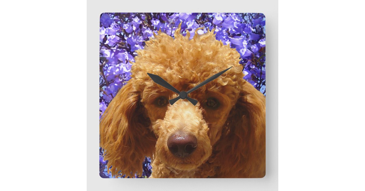Cute Poodle Square Wall Clock | Zazzle