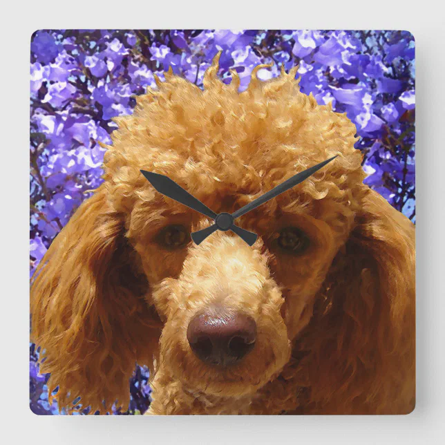 Cute Poodle Square Wall Clock | Zazzle