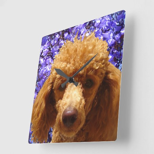 Cute Poodle Square Wall Clock | Zazzle