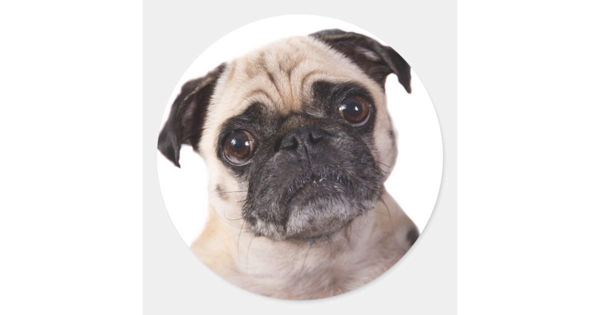 cute pug dog classic round sticker | Zazzle