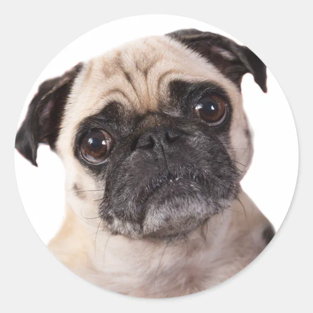 cute pug dog classic round sticker | Zazzle