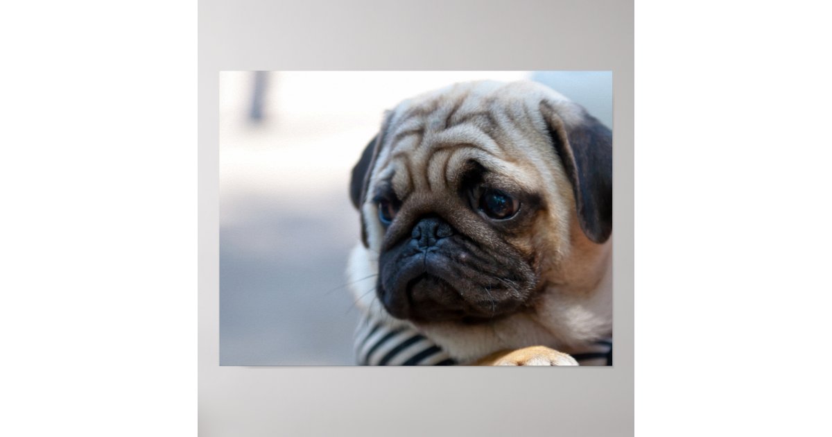 Cute Pug Face Closeup Poster | Zazzle